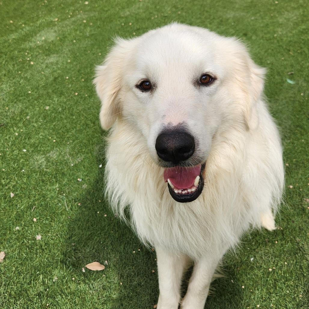 Dog for adoption - Legacy JuM, a Great Pyrenees in Memphis, TN | Petfinder