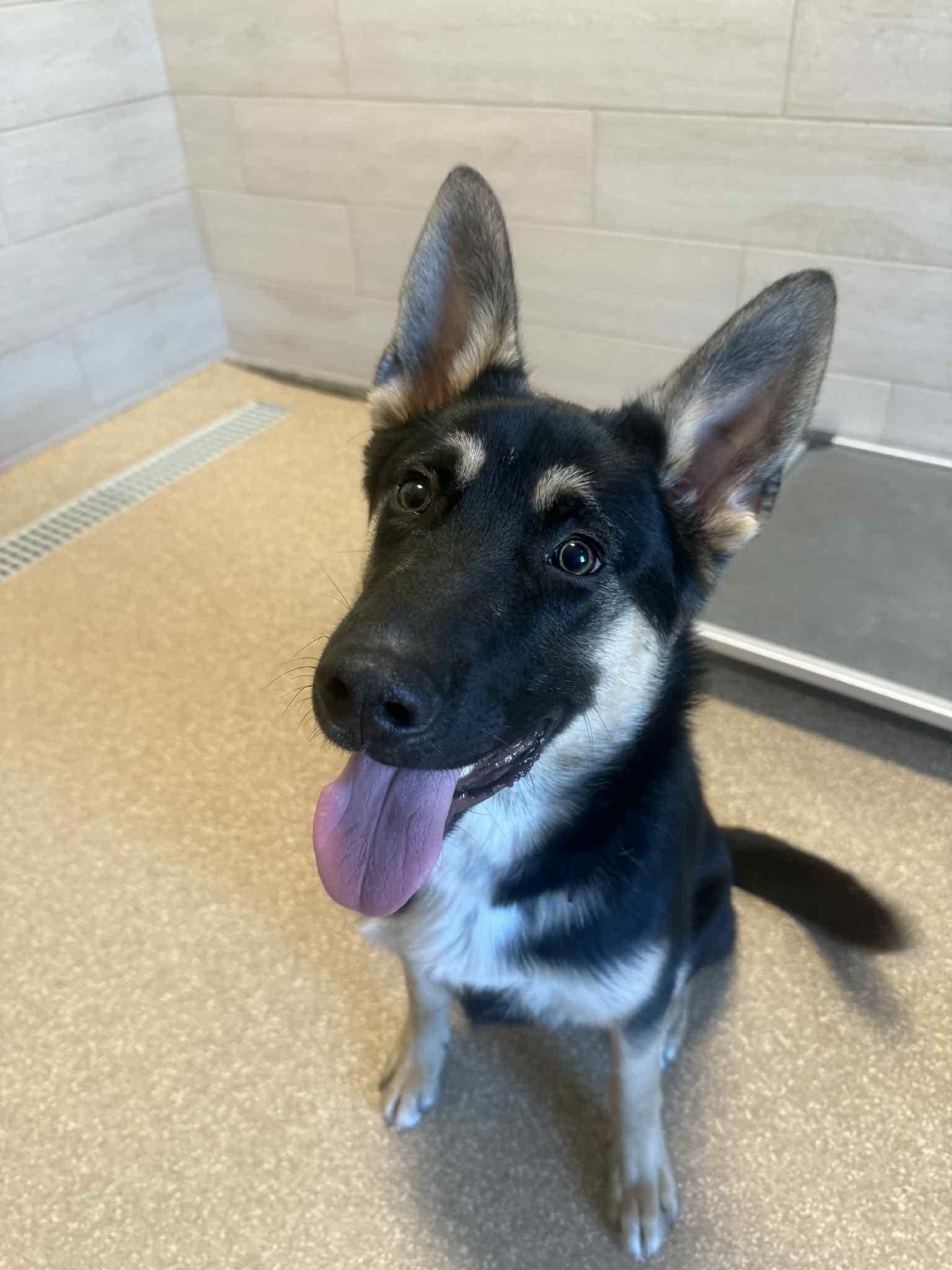 Koda - Adoptable Pet | Petfinder | Petfinder