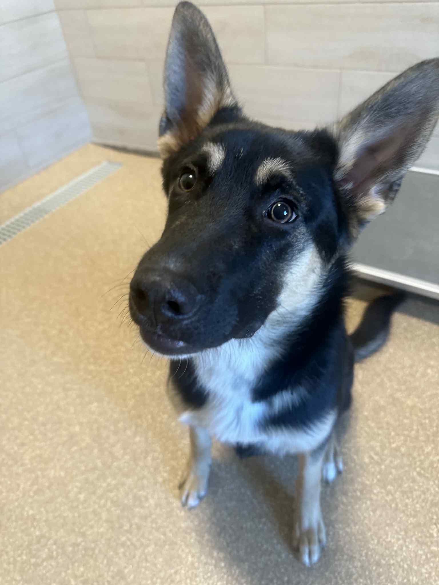 Koda - Adoptable Pet | Petfinder | Petfinder