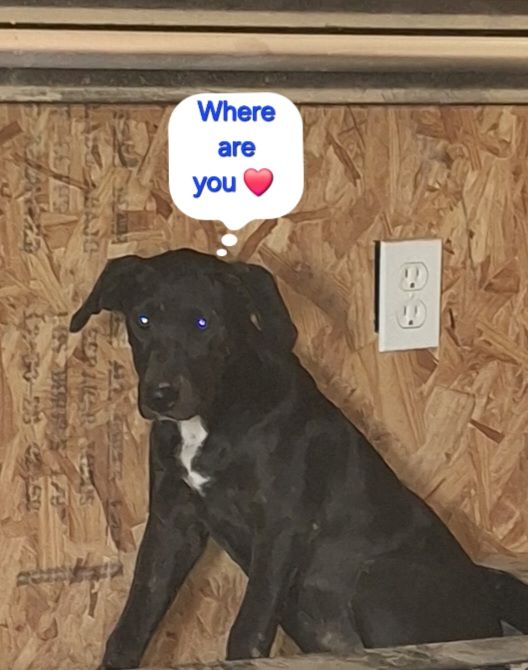 Dog for adoption - Kay Baby, a Beagle & Hound Mix in Warren, RI | Petfinder