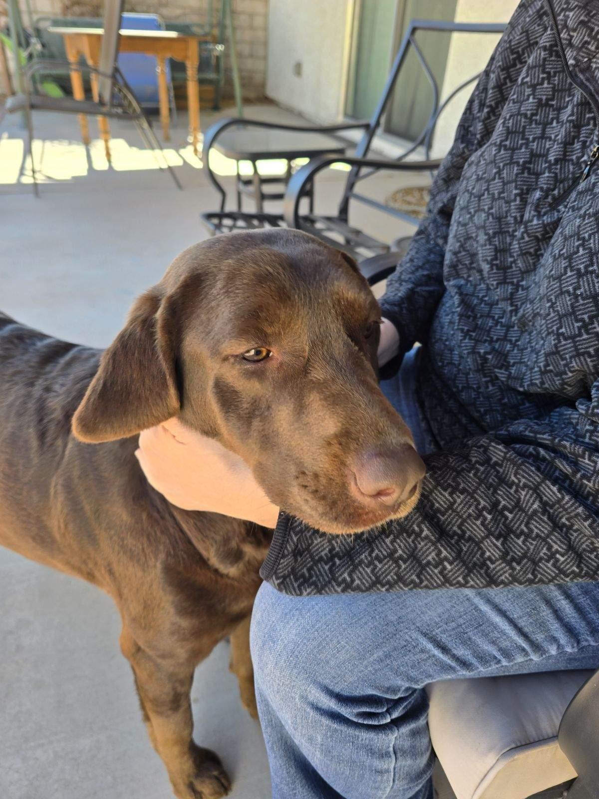 Dog for adoption - Mocha, a Chocolate Labrador Retriever Mix in Las ...