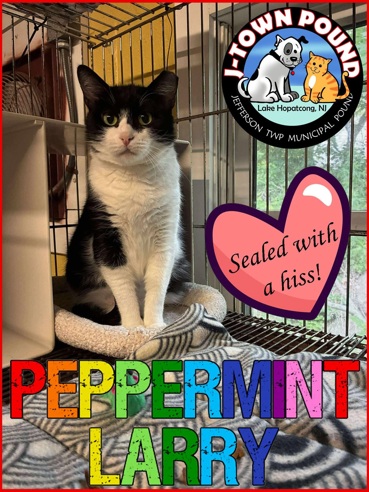 Peppermint Larry - Adoptable Pet | Petfinder | Petfinder