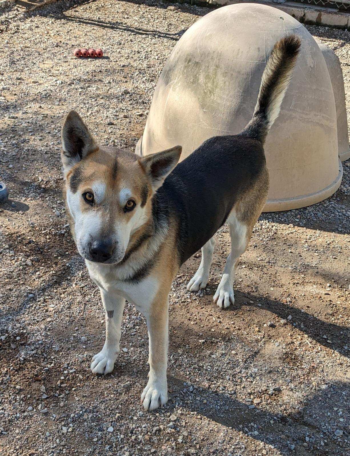 Adopt A Friend - Bella Vista Animal Shelter