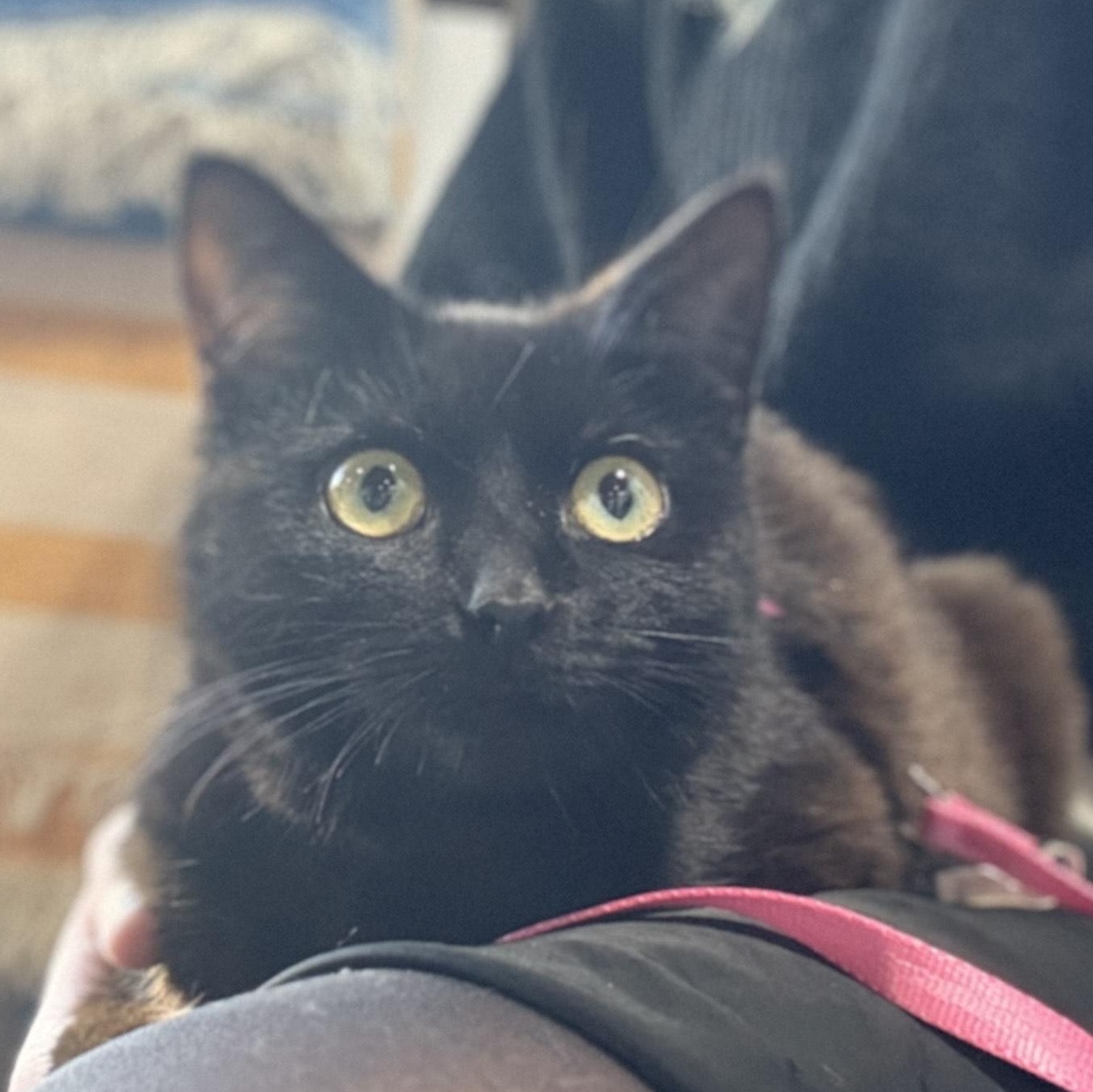 Cat for adoption - Peebles, a Domestic Short Hair & Bombay Mix in ...