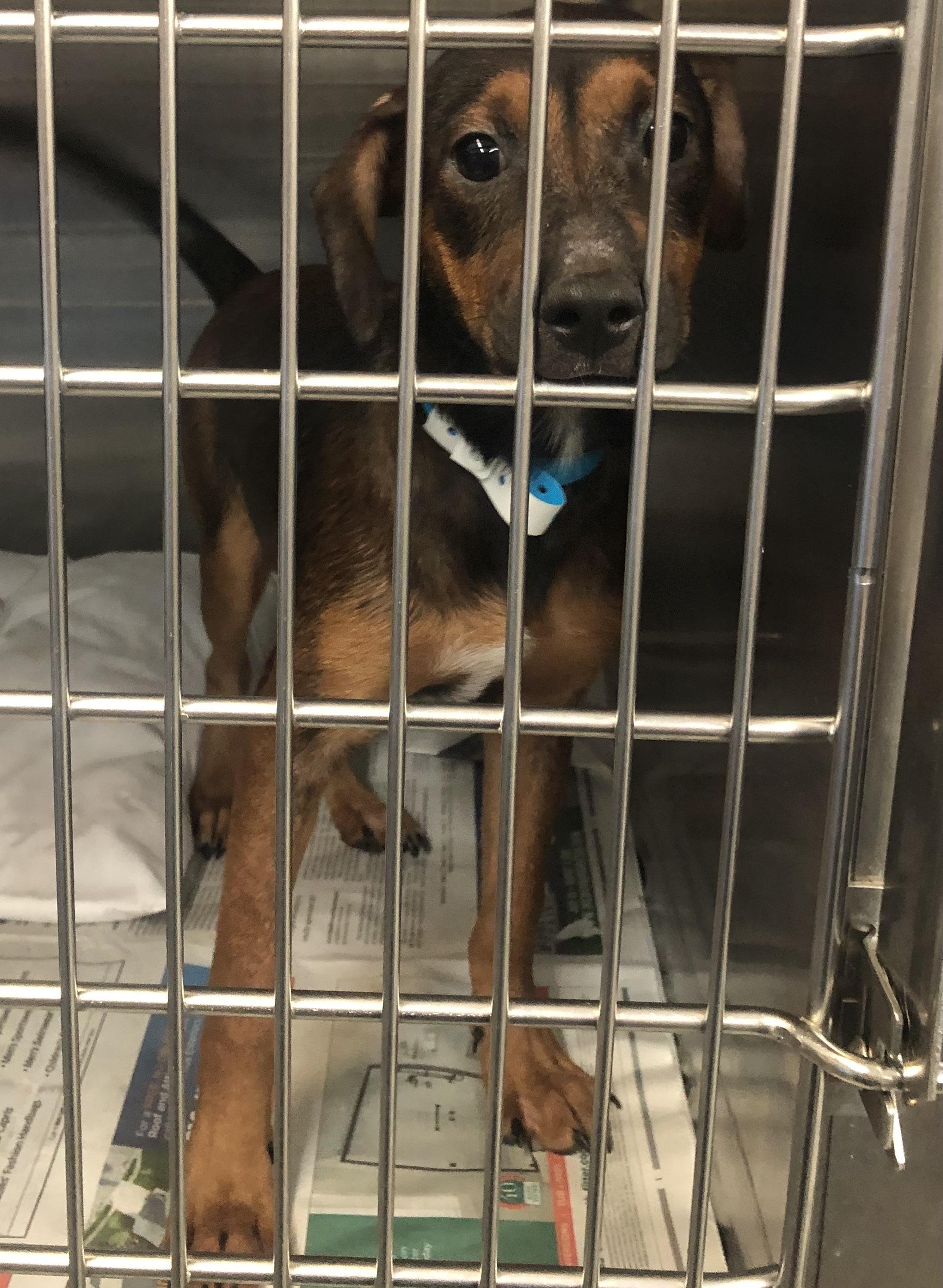 Dog for adoption - Hambone, a Hound Mix in Parma, OH | Petfinder