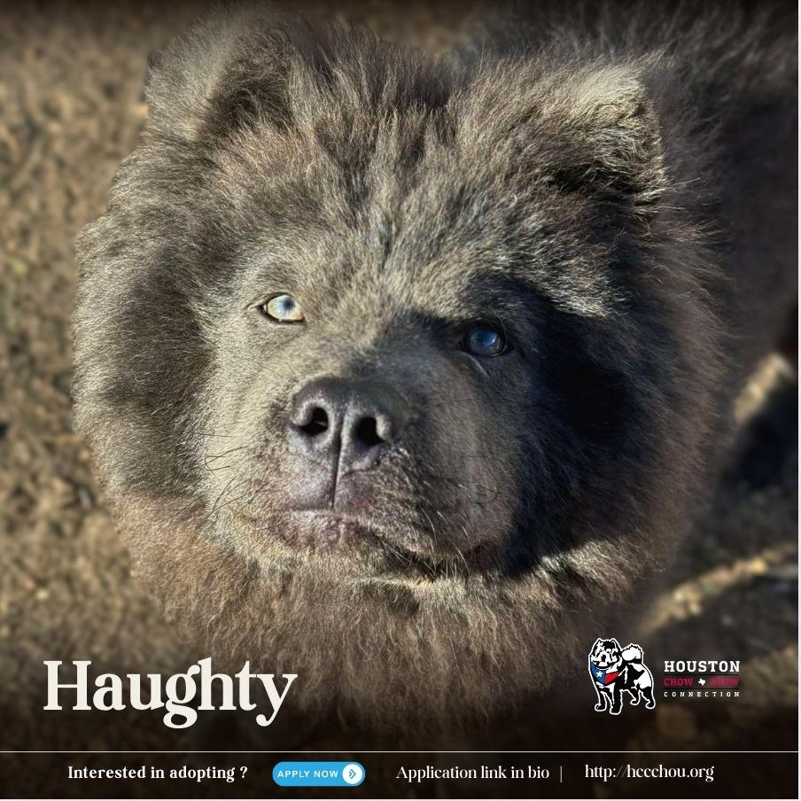 Dog for adoption - Haughty, a Chow Chow in Orlando, FL | Petfinder