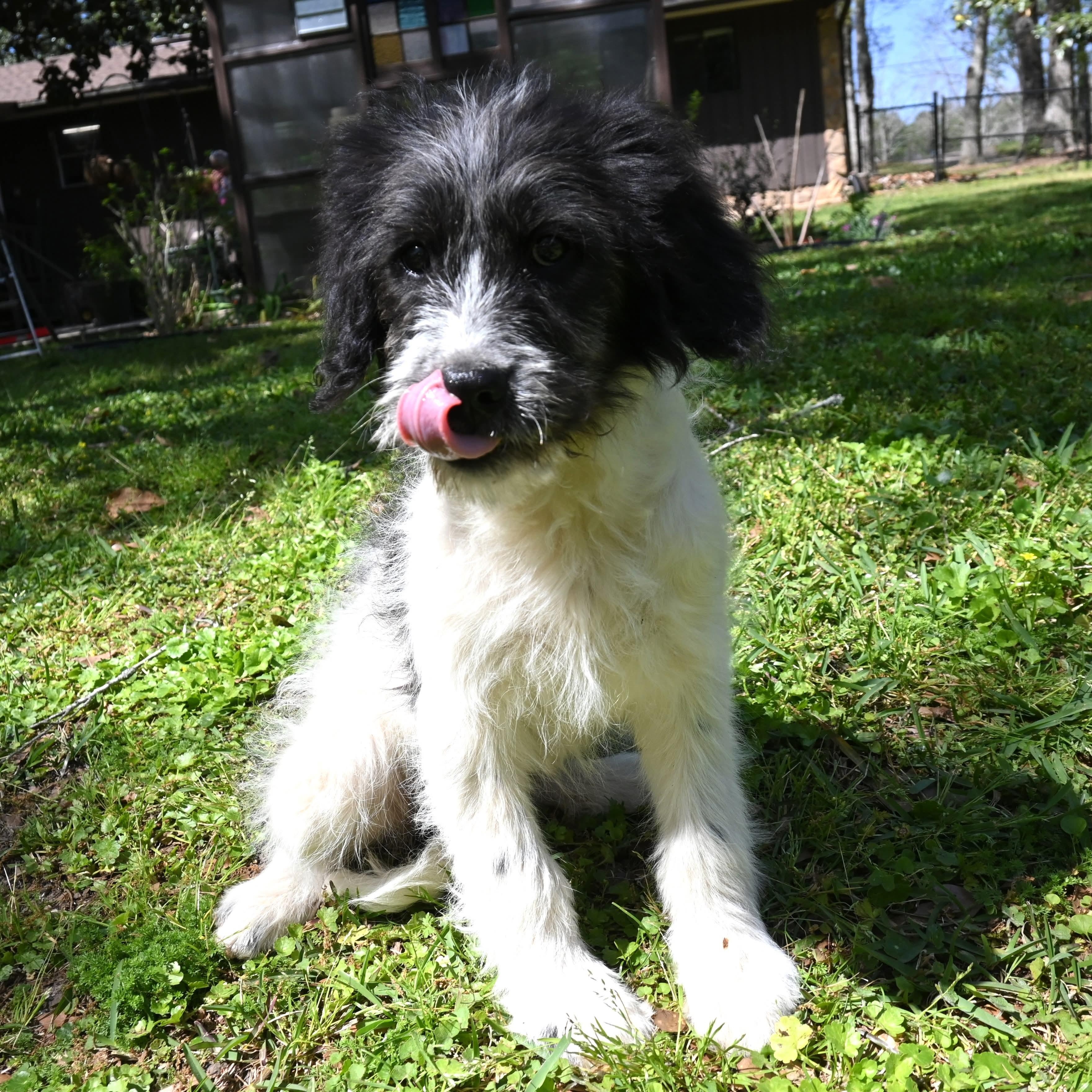 Dog for adoption - Velvet, a Great Pyrenees & Poodle Mix in South Amboy ...