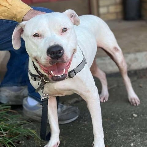 Dog for adoption - Skye, a Pit Bull Terrier in Bellingham, WA | Petfinder