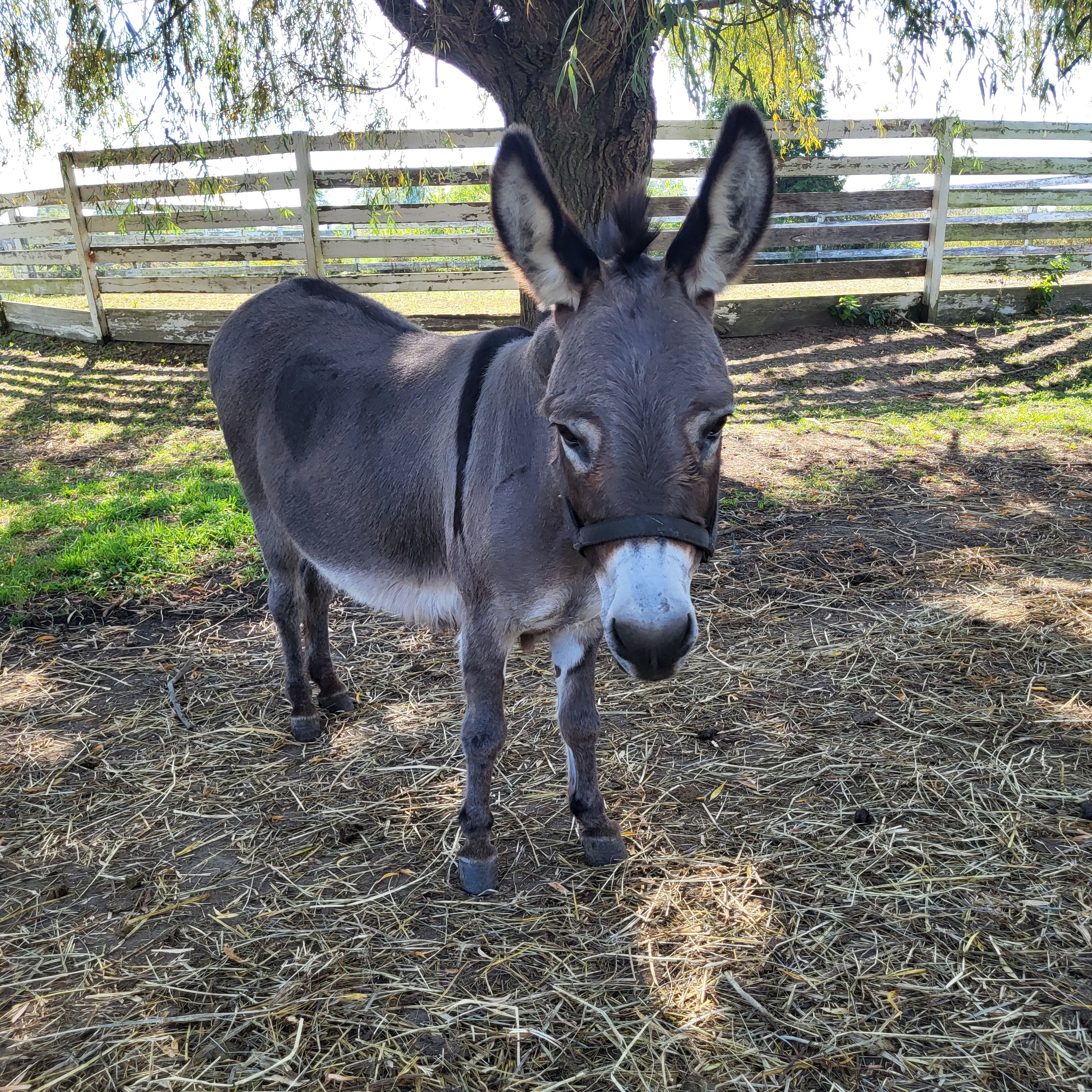 Donkey for adoption - Ginger, a Donkey in Beecher, IL | Petfinder