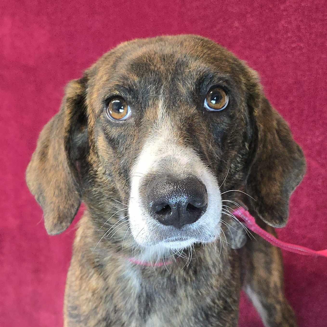 Dog for adoption - Ophelia, a Plott Hound Mix in Newport, TN | Petfinder