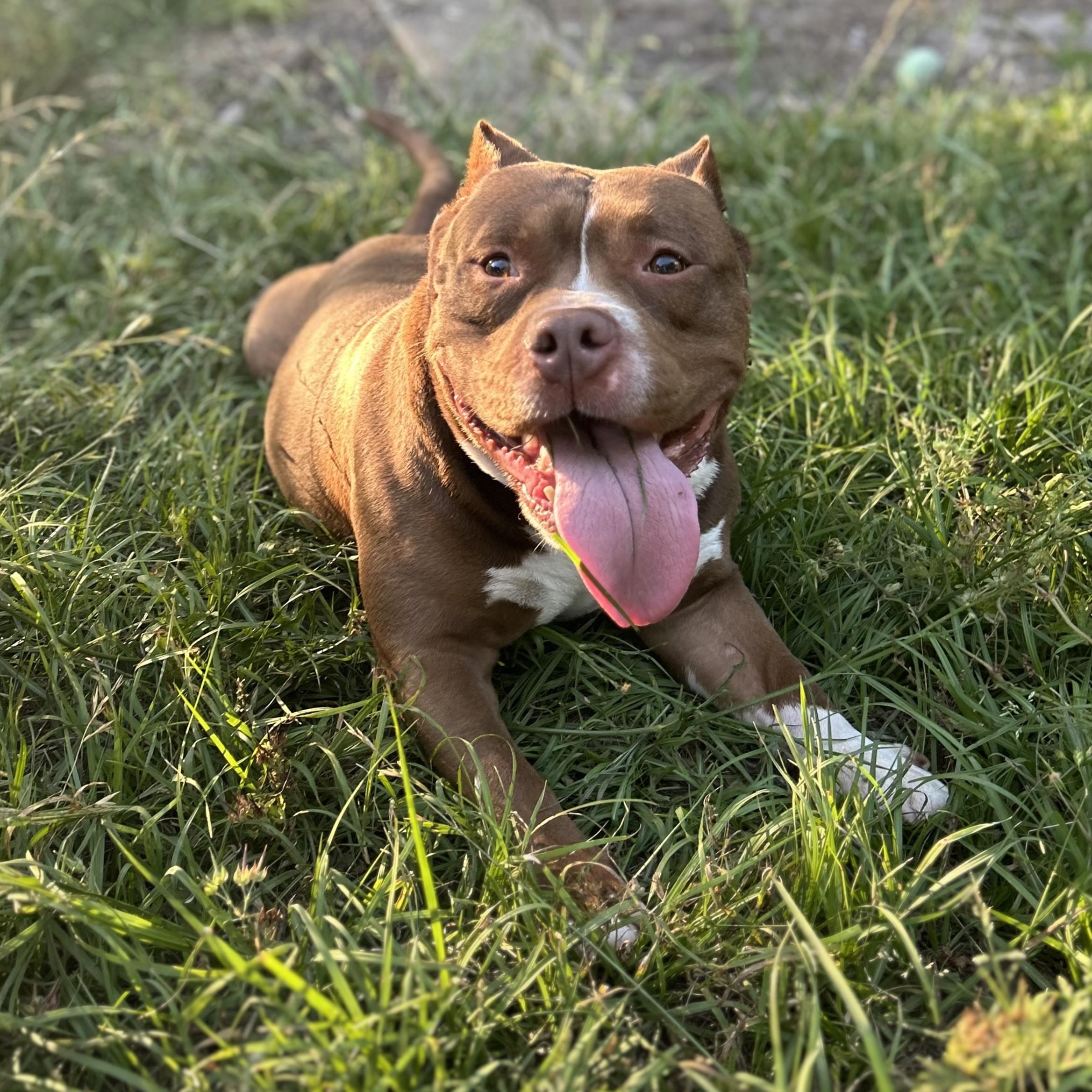 Dog for adoption - Chipotle, an American Bully Mix in New York, NY ...