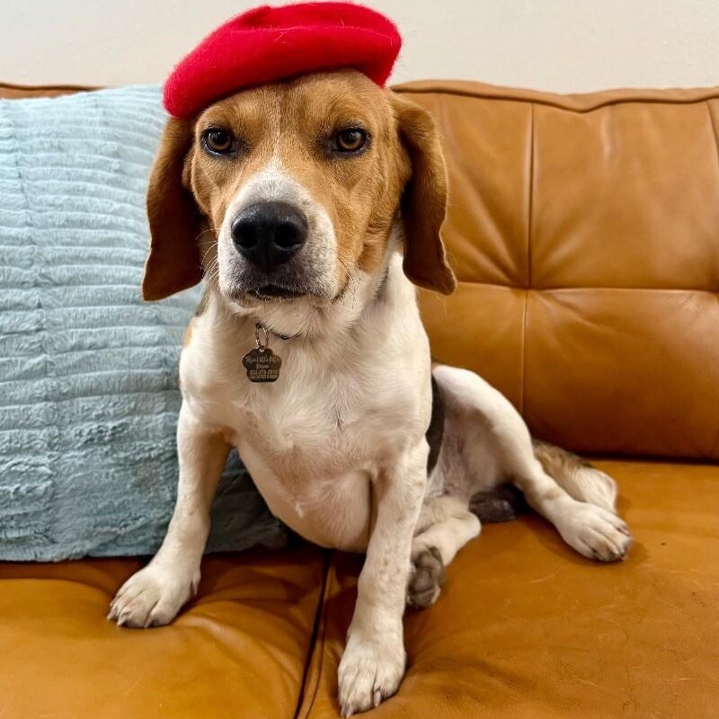 Dog for adoption - Benjamin Buford Beagle Boy!, a Beagle Mix in ...