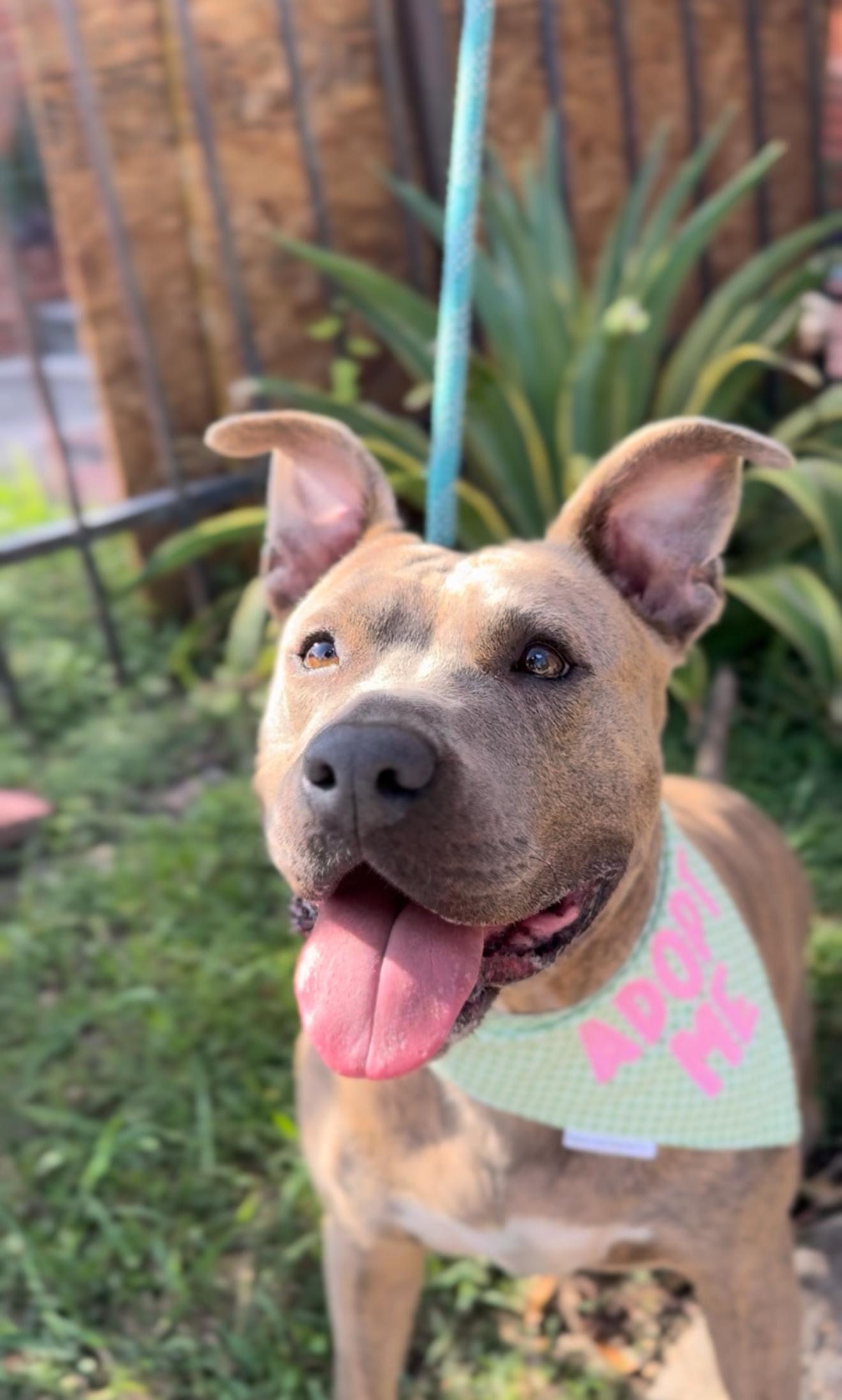 Dog for adoption - Francesca, an American Staffordshire Terrier Mix in ...