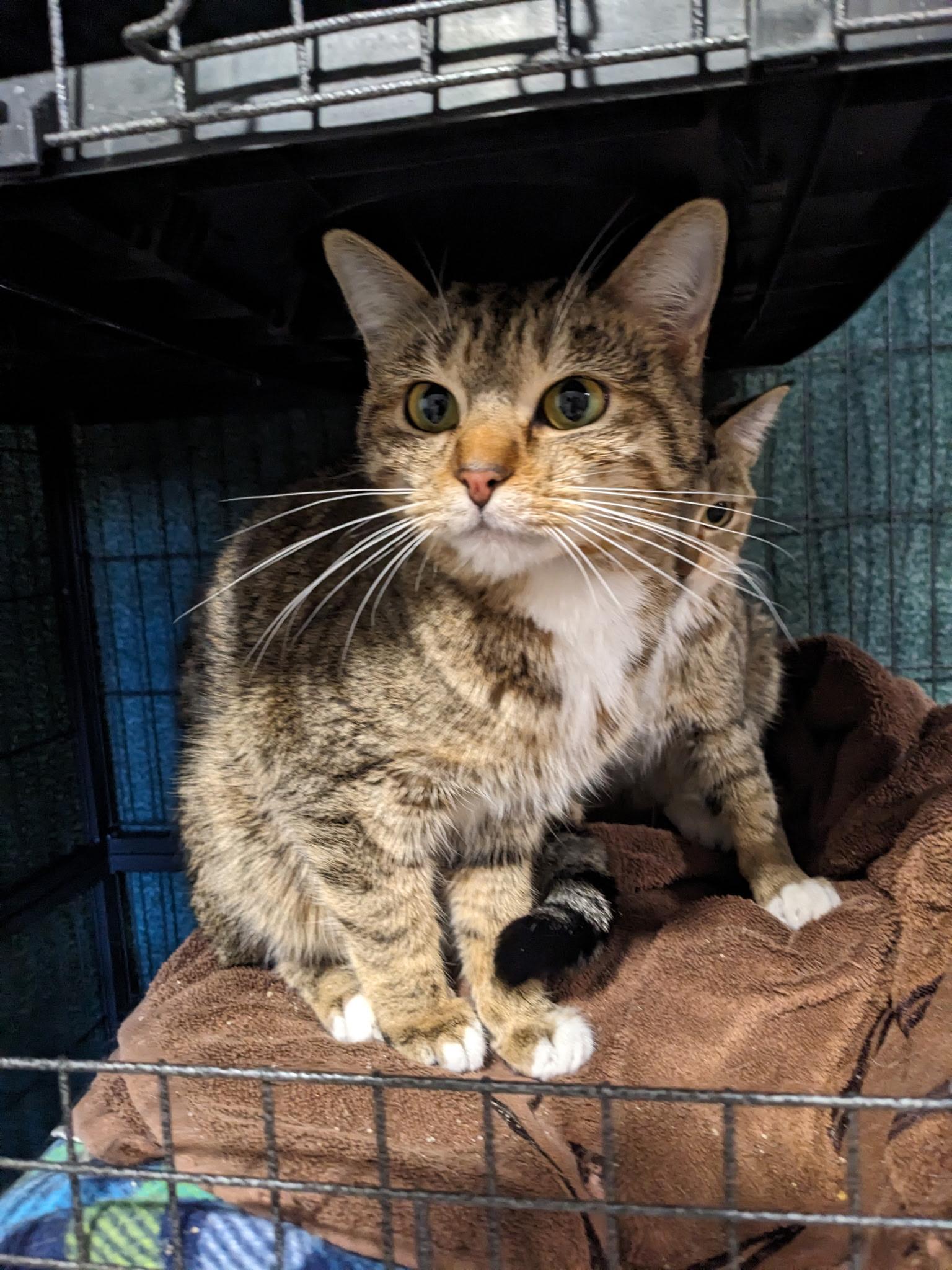 Cat for adoption - Kit and Kat - At Petsmart, a Domestic Short Hair in ...
