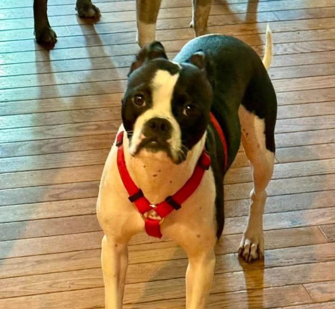 Dog for adoption - Suzie - pending, a Boston Terrier Mix in Kansas City ...