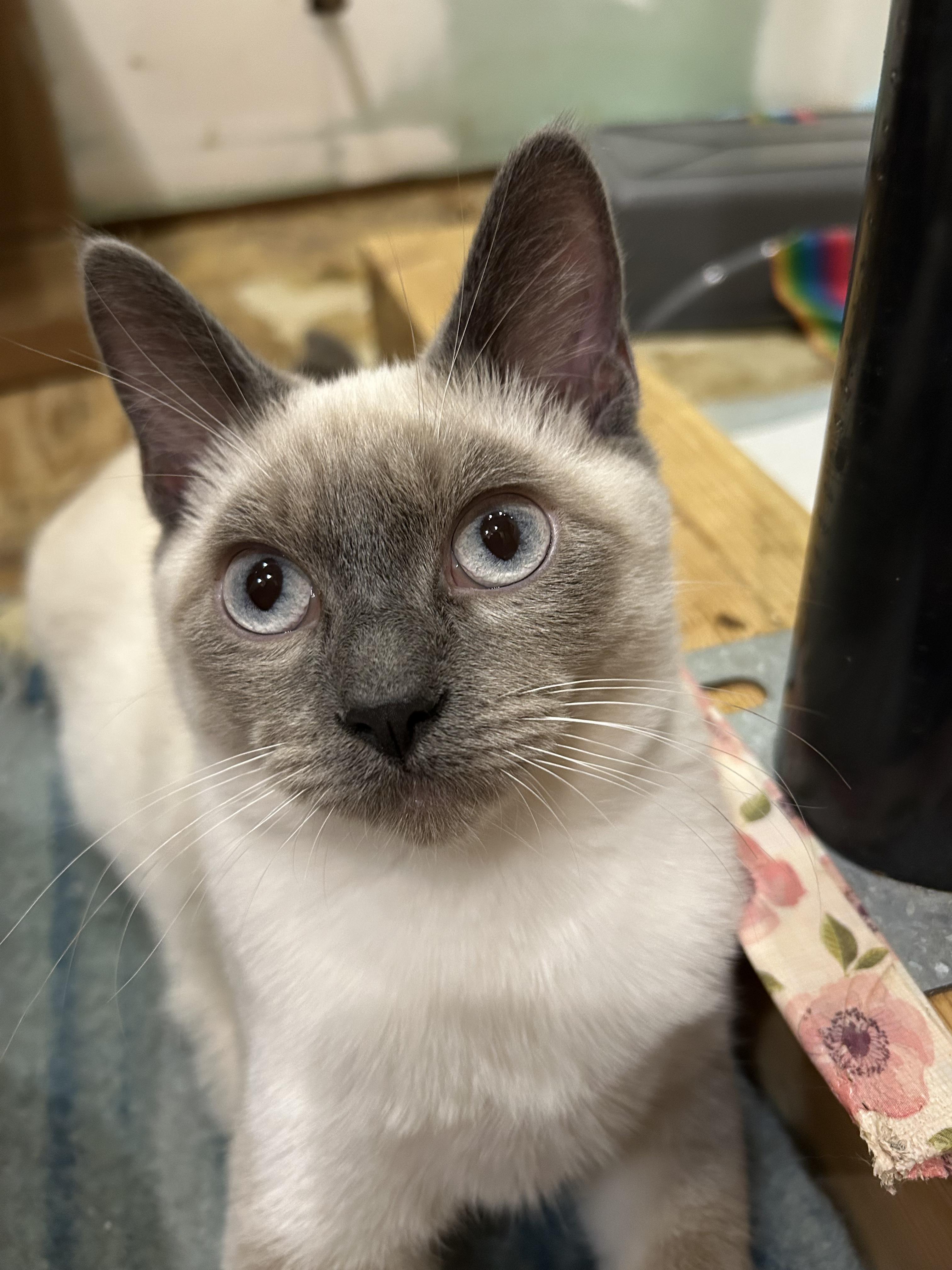Cat for adoption - Smokey, a Siamese in Columbia, MO | Petfinder