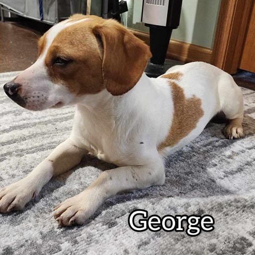 Dog for adoption - George, a Beagle Mix in Hollister, MO | Petfinder