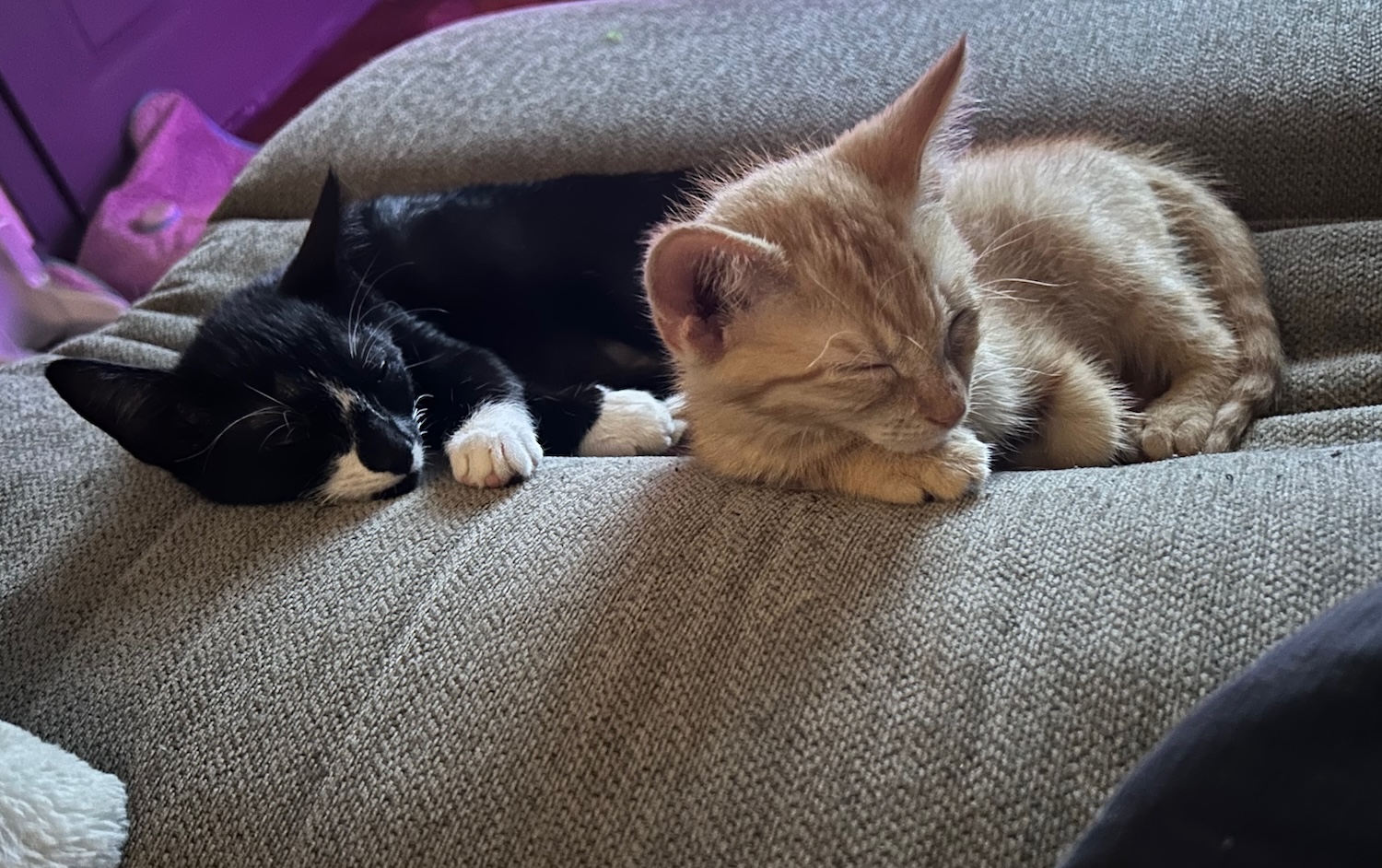 Available Cats and Kittens - Johnston County Animal Protection League ...