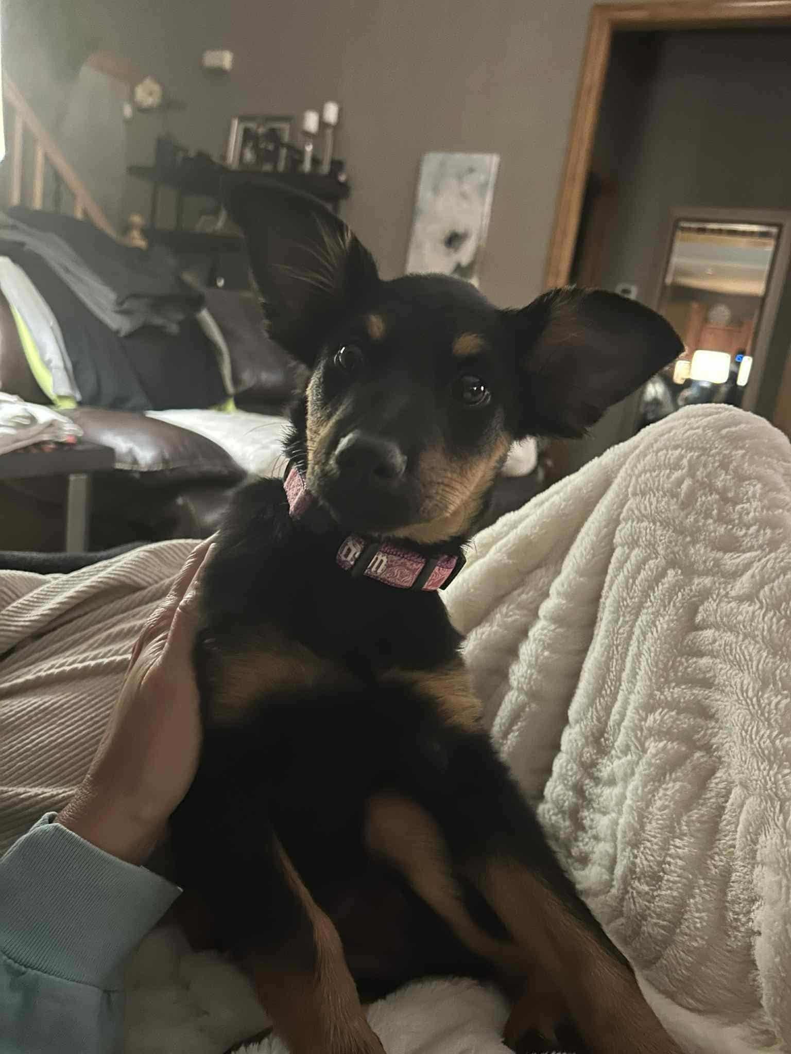 Dog for adoption - Emily the Beautiful Mixed Breed!, a German Shepherd ...