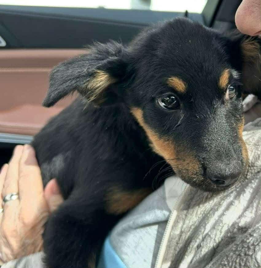 Dog for adoption - Emily the Beautiful Mixed Breed!, a German Shepherd ...