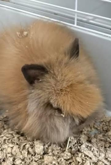 Rabbit for adoption - Fifi, a Lionhead & Angora Rabbit Mix in Dearborn ...