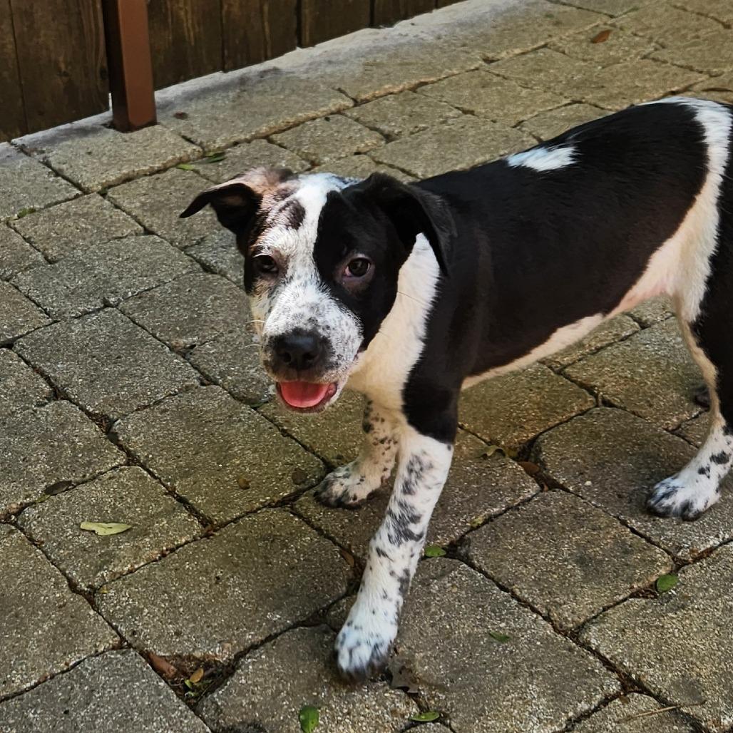 Dog for adoption - Athena Rae SSP, an American Staffordshire Terrier ...