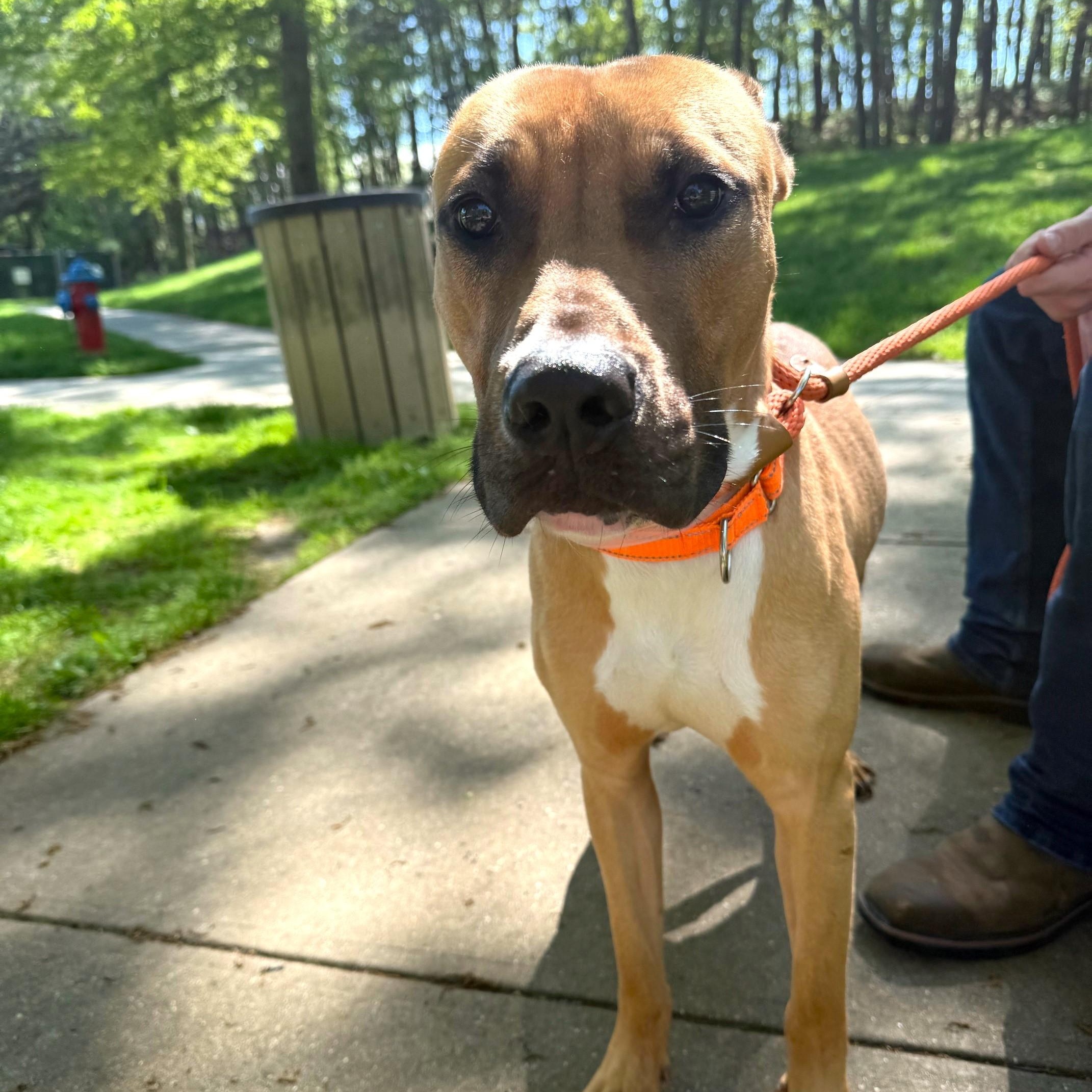 Dog for adoption - Kane, a Mixed Breed in Brookhaven, NY | Petfinder