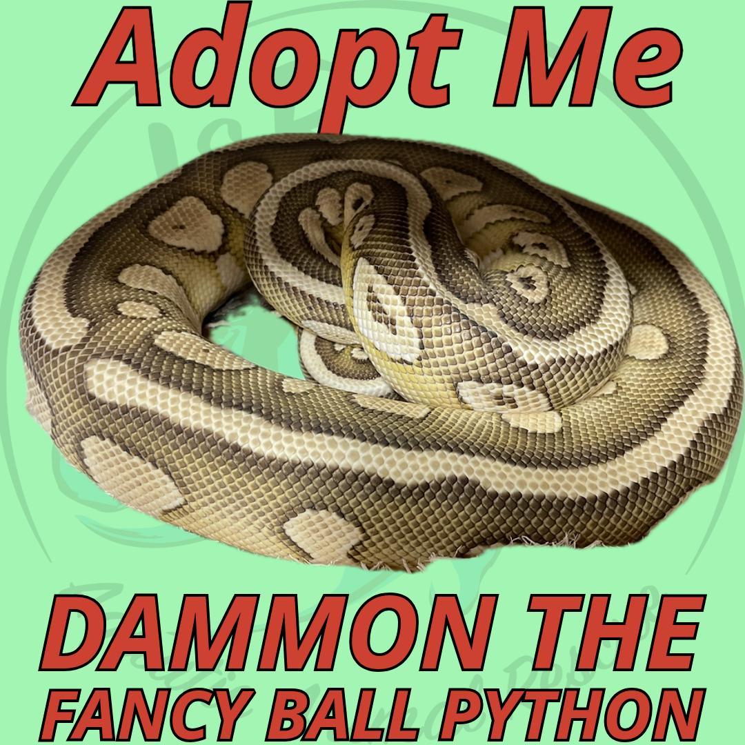 Snake for adoption - Dammon the Fancy Ball Python, a Ball Python in ...