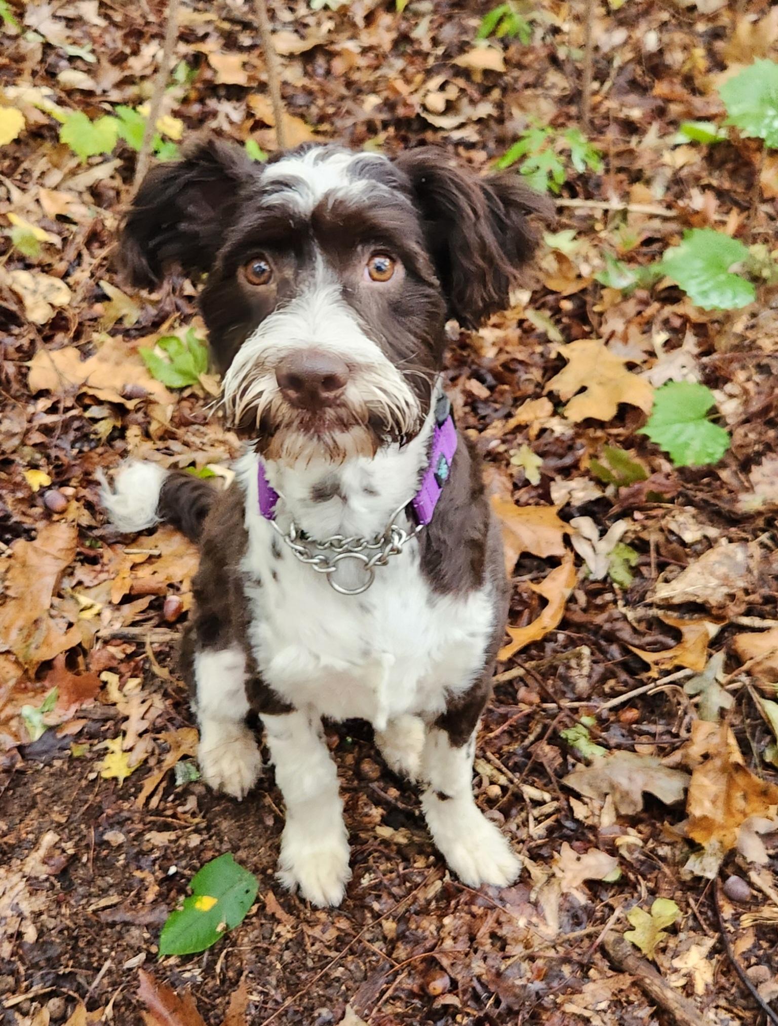 Dog for adoption - Miller, a Miniature Poodle & Boykin Spaniel Mix in ...