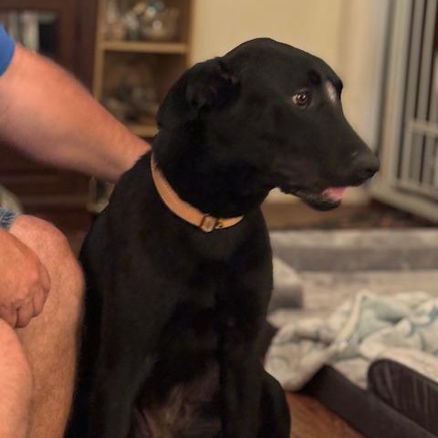 Dog for adoption - Daisy, a Black Labrador Retriever & Shepherd Mix in Albert Lea, MN | Petfinder