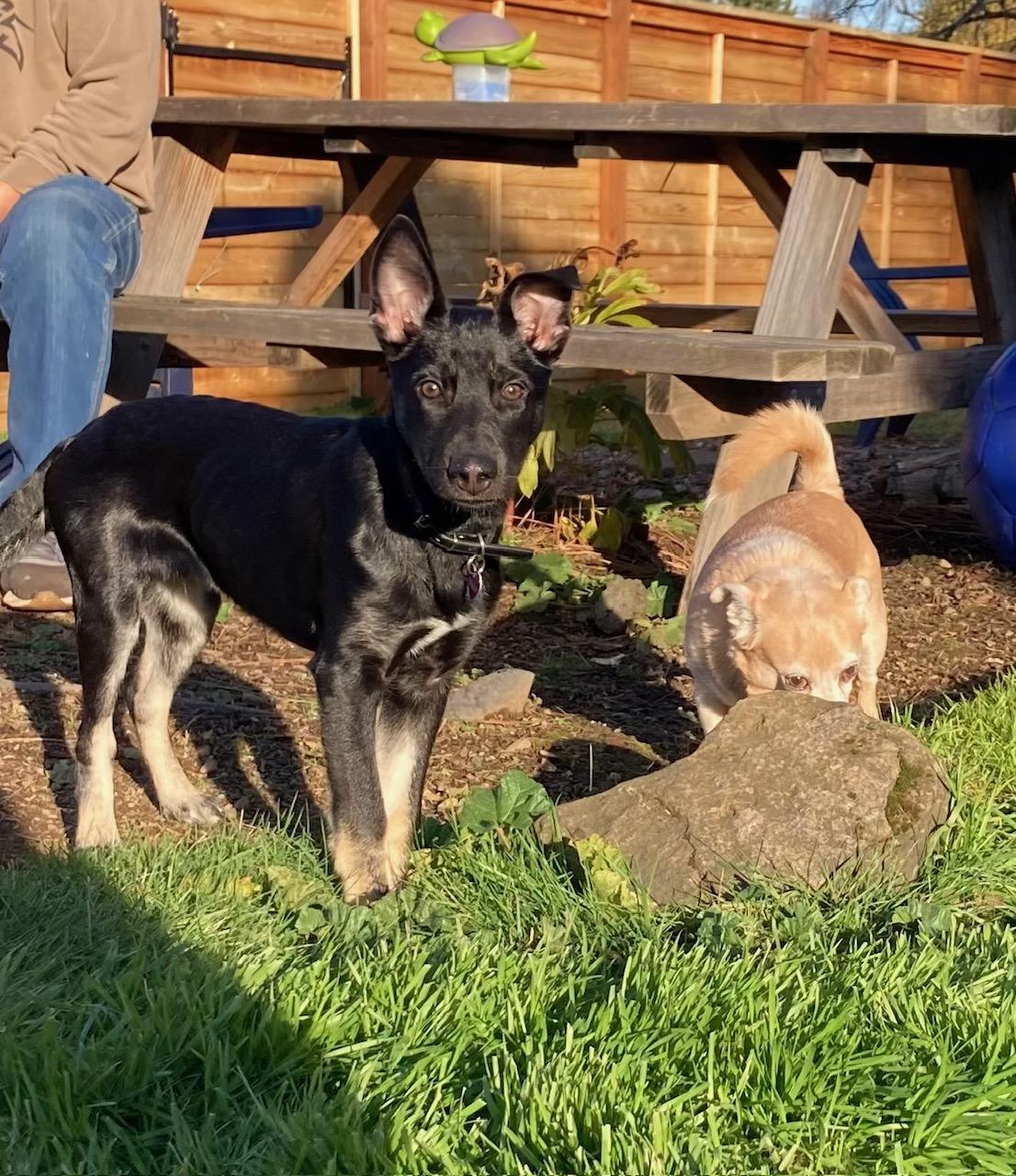 Dog for adoption - Chester, a Shepherd Mix in bend, OR | Petfinder