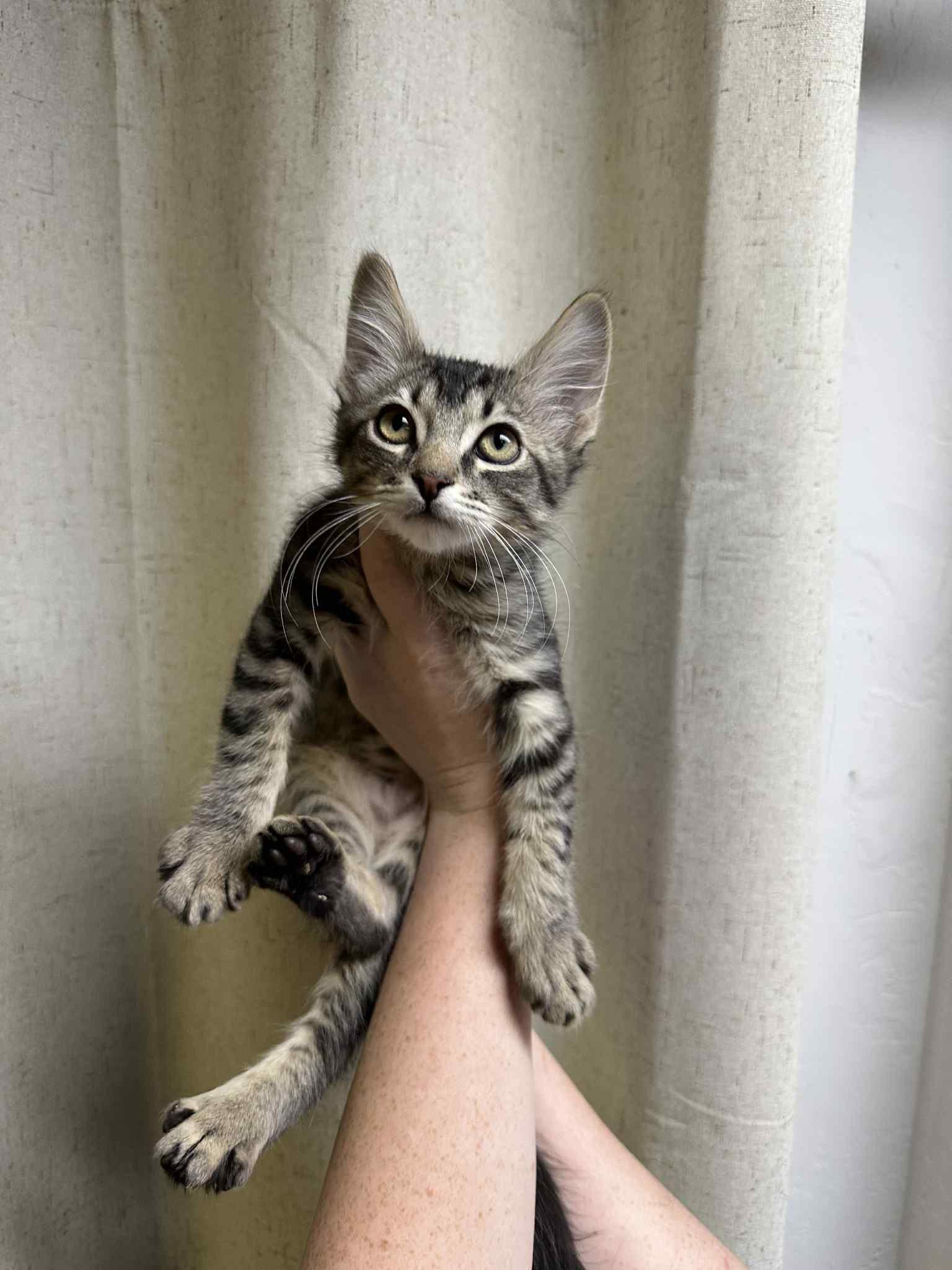 Cat for adoption - Rolo, a Domestic Medium Hair in Price, UT | Petfinder