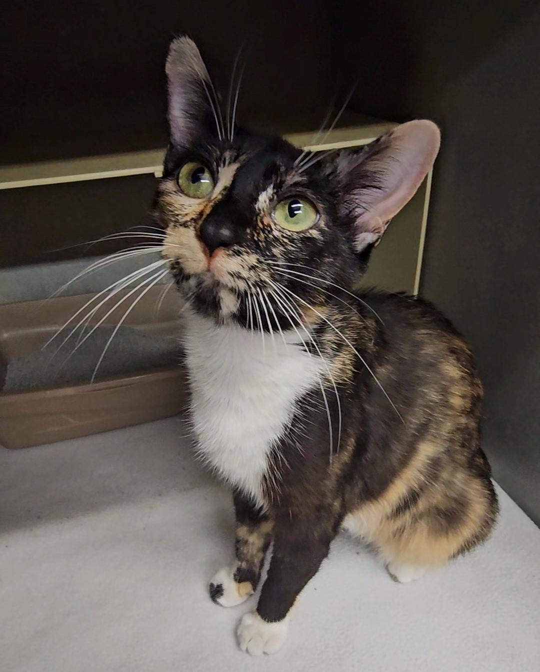 Cat for adoption - Wren, a Domestic Short Hair in Decatur, TX | Petfinder