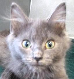 Half Pint - Adoptable Pet | Petfinder | Petfinder
