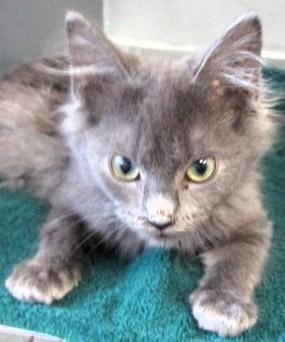 Half Pint - Adoptable Pet | Petfinder | Petfinder