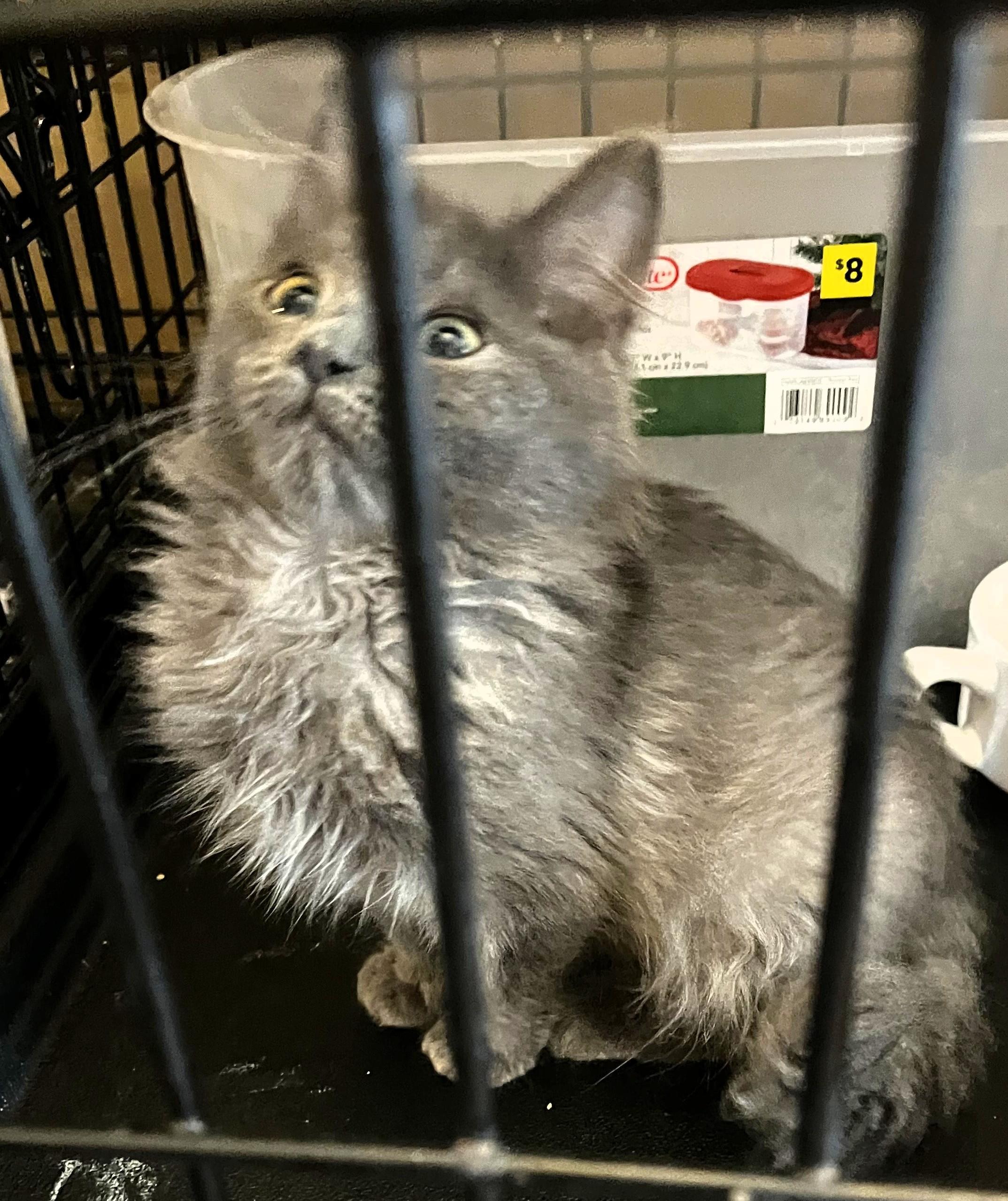Half Pint - Adoptable Pet | Petfinder | Petfinder