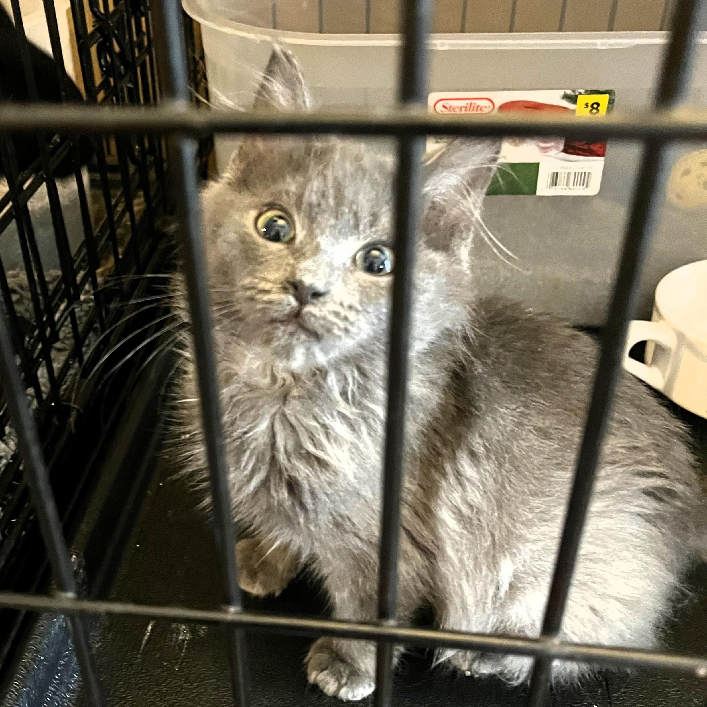 Half Pint - Adoptable Pet | Petfinder | Petfinder