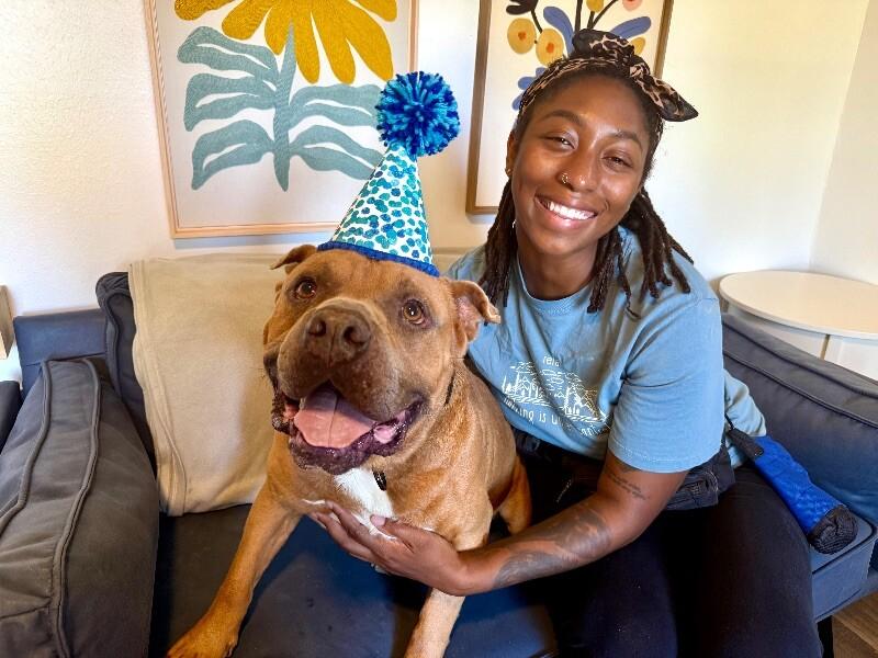 Dog for adoption - Brisket Boy Thick Hunka Chunka, an American Bulldog ...