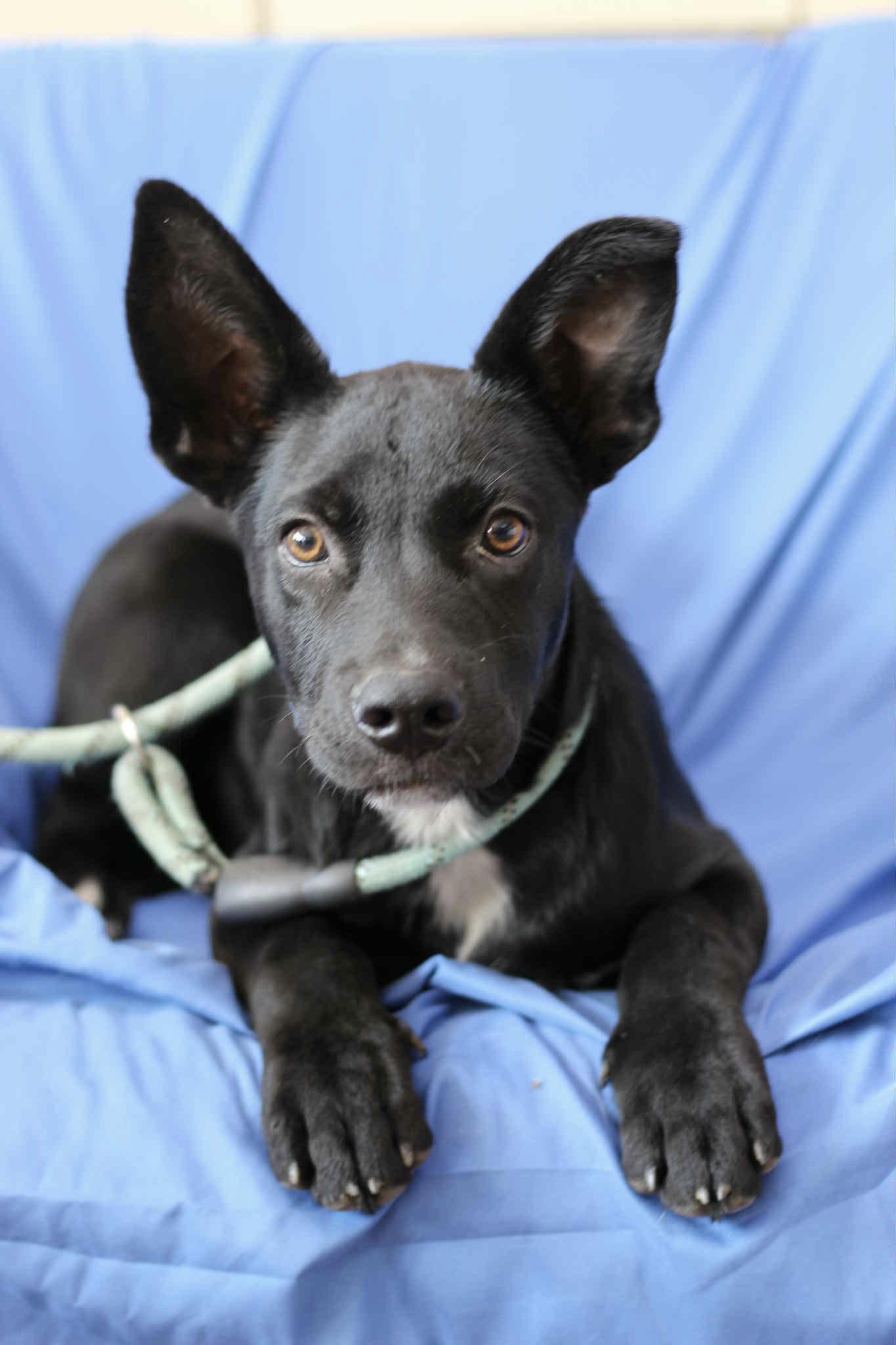 Dog for adoption - Waylon in NH! Come Meet our Adoptable Dogs Wed-Sat ...