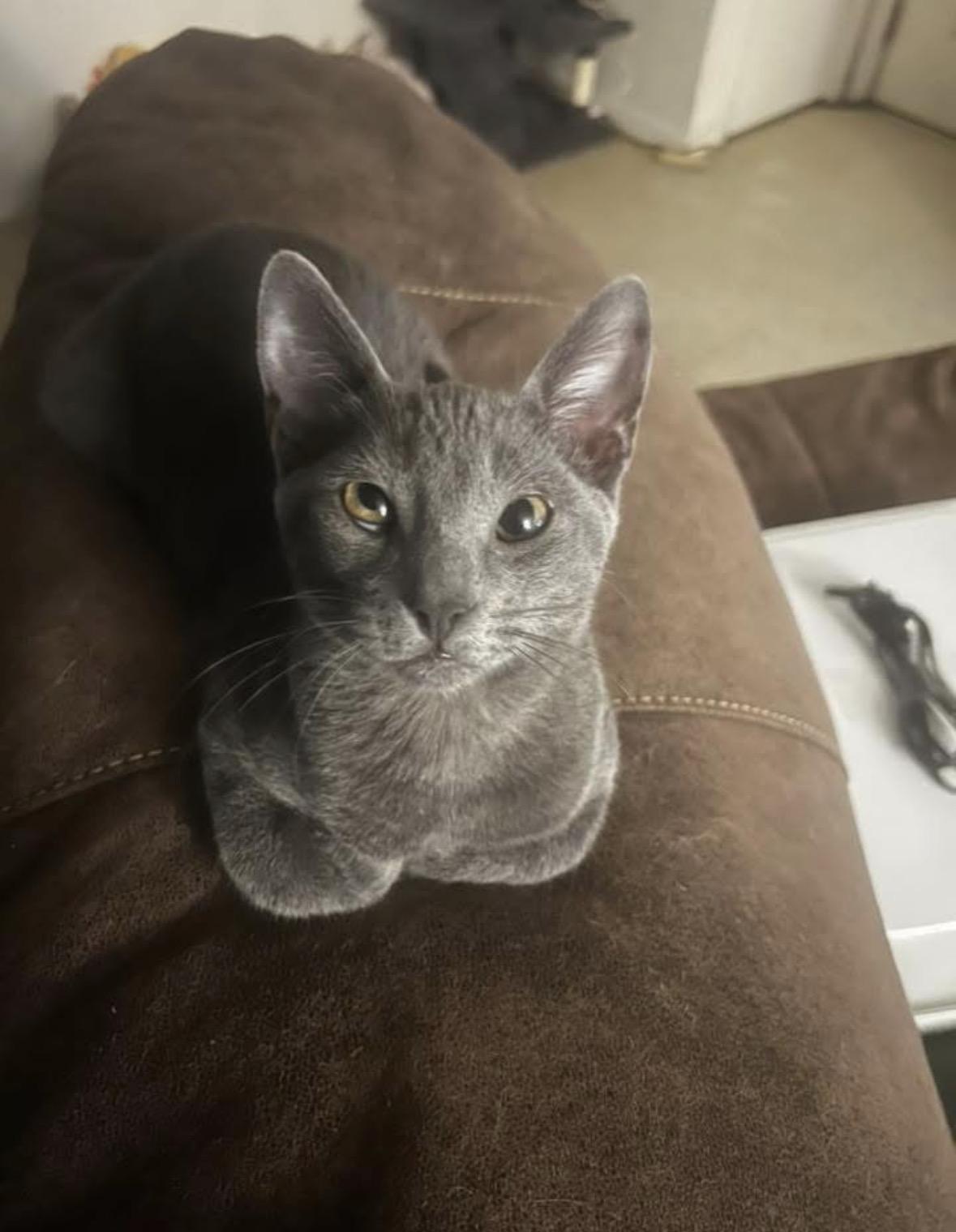 Asher - Adoptable Pet | Petfinder | Petfinder
