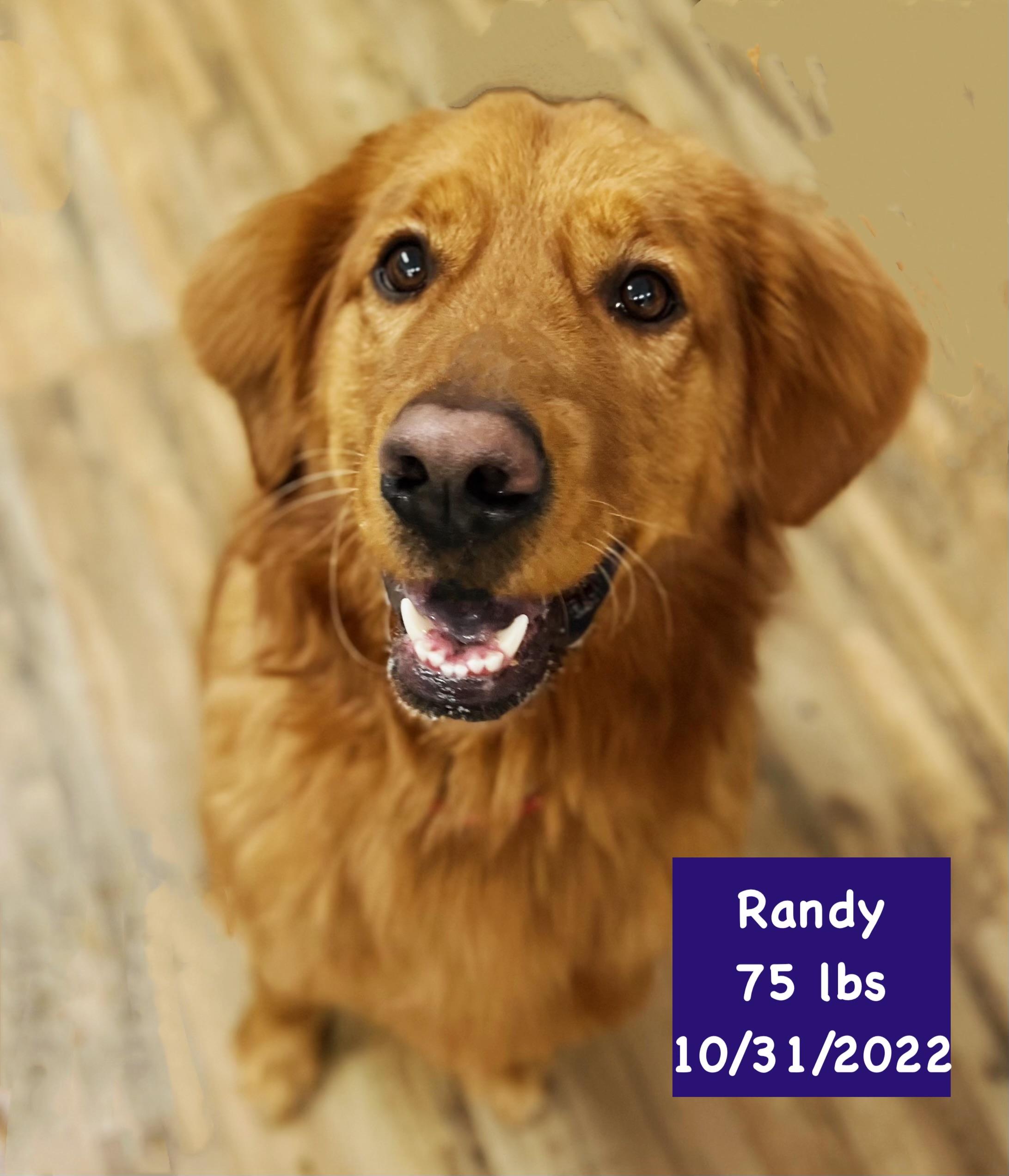 Dog for adoption - Randy, a Golden Retriever in West Hollywood, CA ...