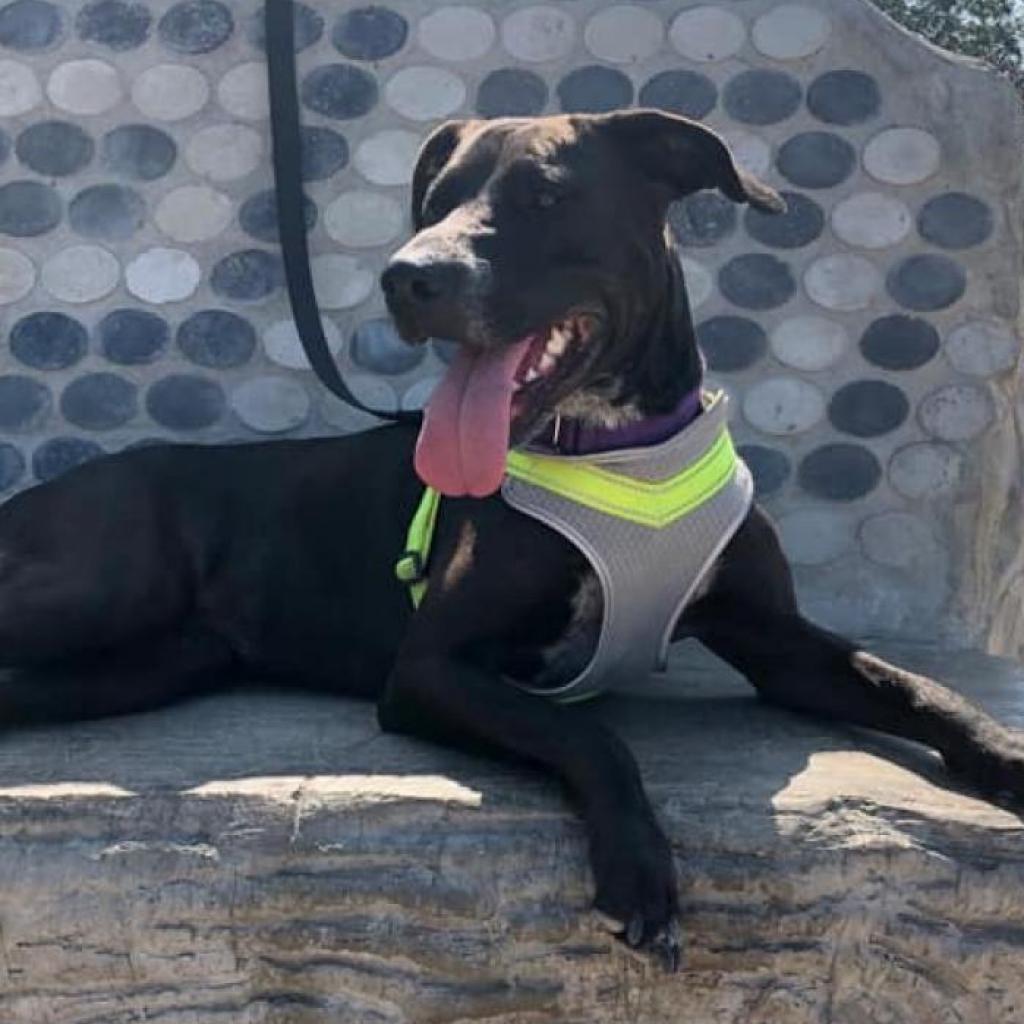 Dog for adoption - Shy Shy JuM, a Black Labrador Retriever & Australian ...