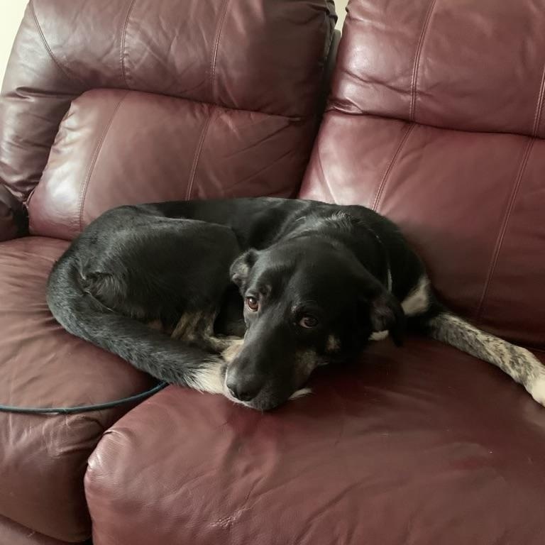 Dog for adoption - Rex, a German Shepherd Dog & Black Labrador ...