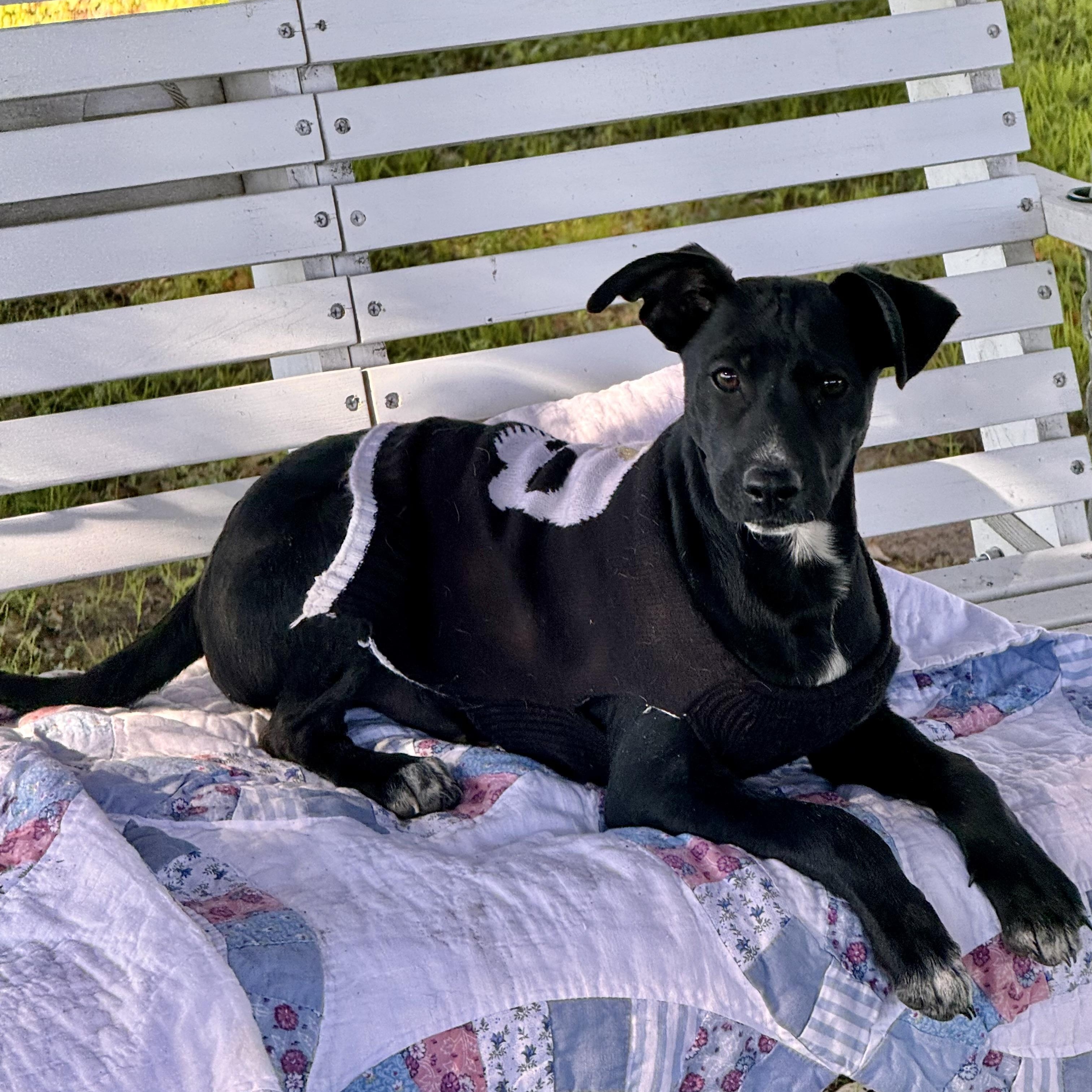 Dog for adoption - SCULLY (SWEET, AFFECTIONATE, ADORABLE PUPPY) (MOM IS 35 LB BORDER TERRIER ...