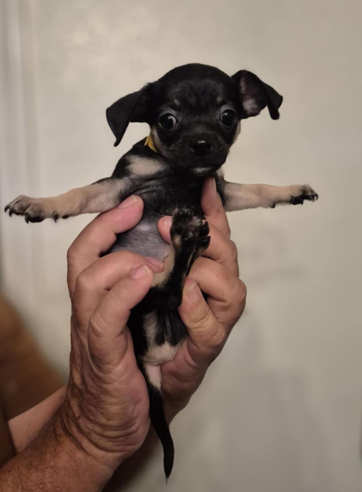 Dog for adoption - Mac and Mae!!, a Chihuahua in Sanger, TX | Petfinder