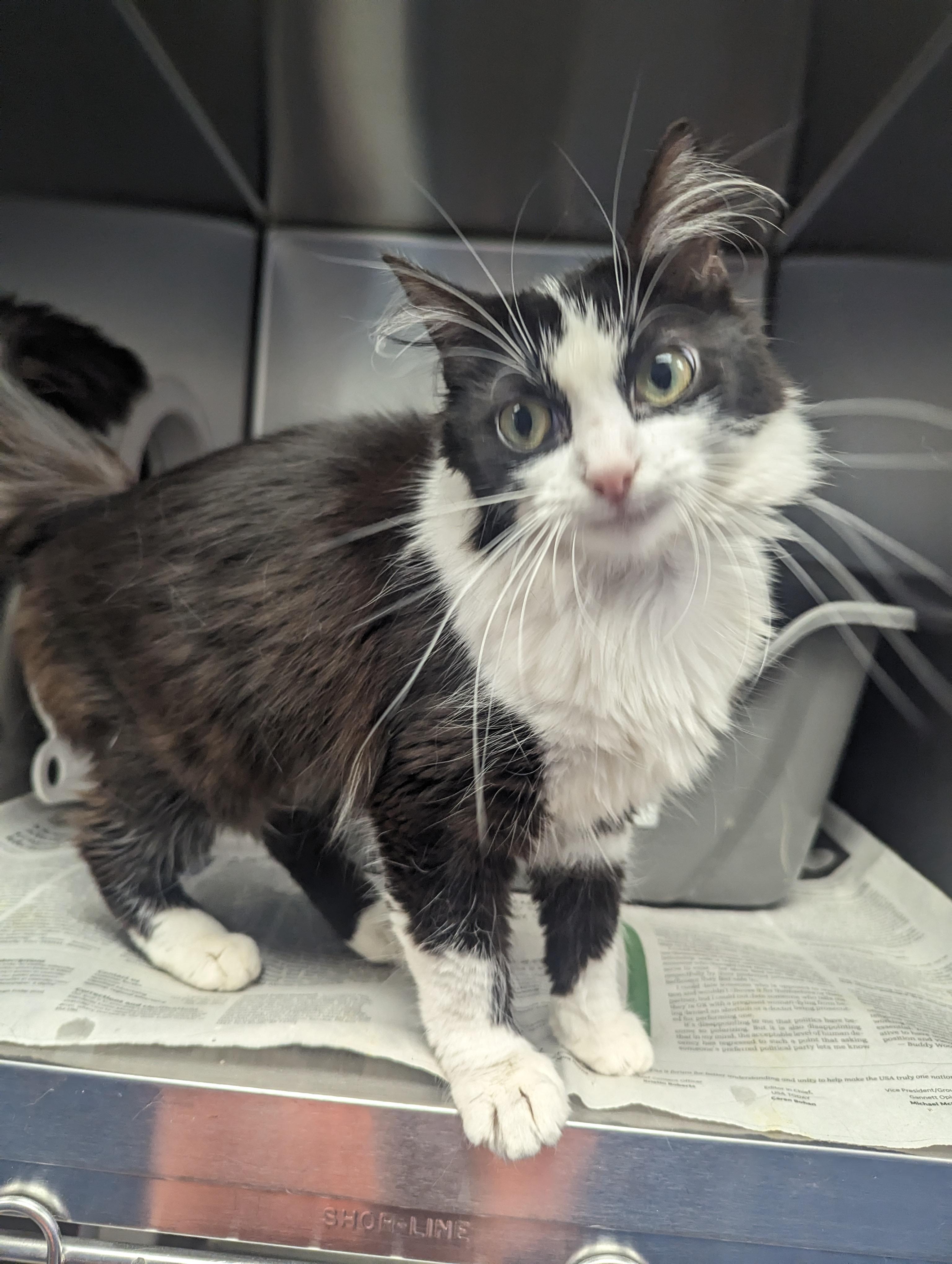 Cat for adoption - Tuna, a Domestic Medium Hair in Onalaska, WI | Petfinder