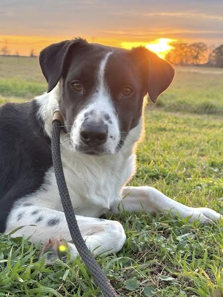 Dog for adoption - Freckles, a Border Collie Mix in Cameron, MO | Petfinder