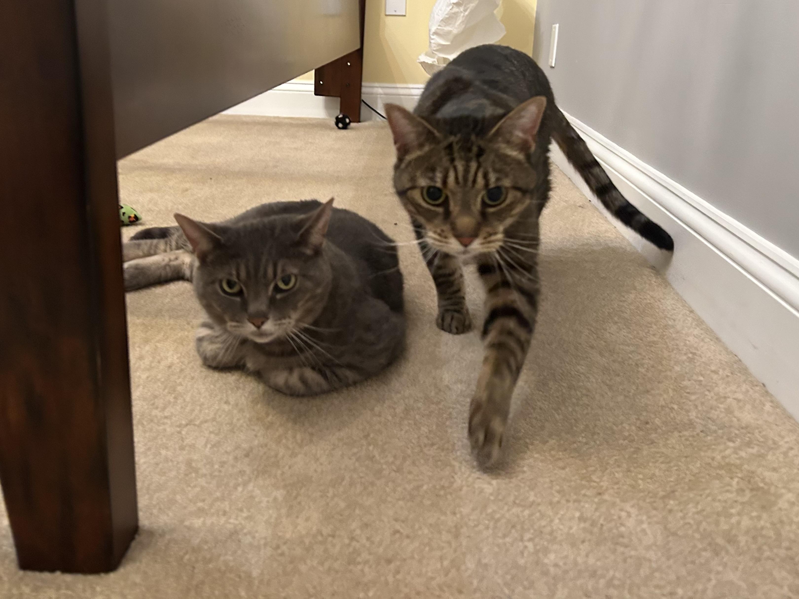Cat for adoption - Nala & Emma - WARNING: HIGH OCTANE SNUGGLES, AND ...