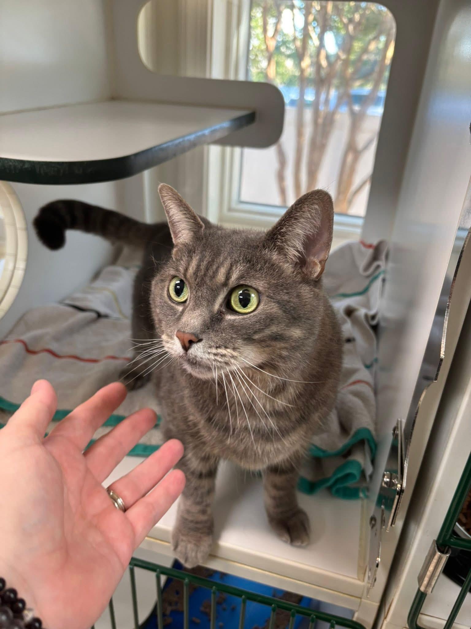 Cat for adoption - Nala & Emma - WARNING: HIGH OCTANE SNUGGLES, AND ...