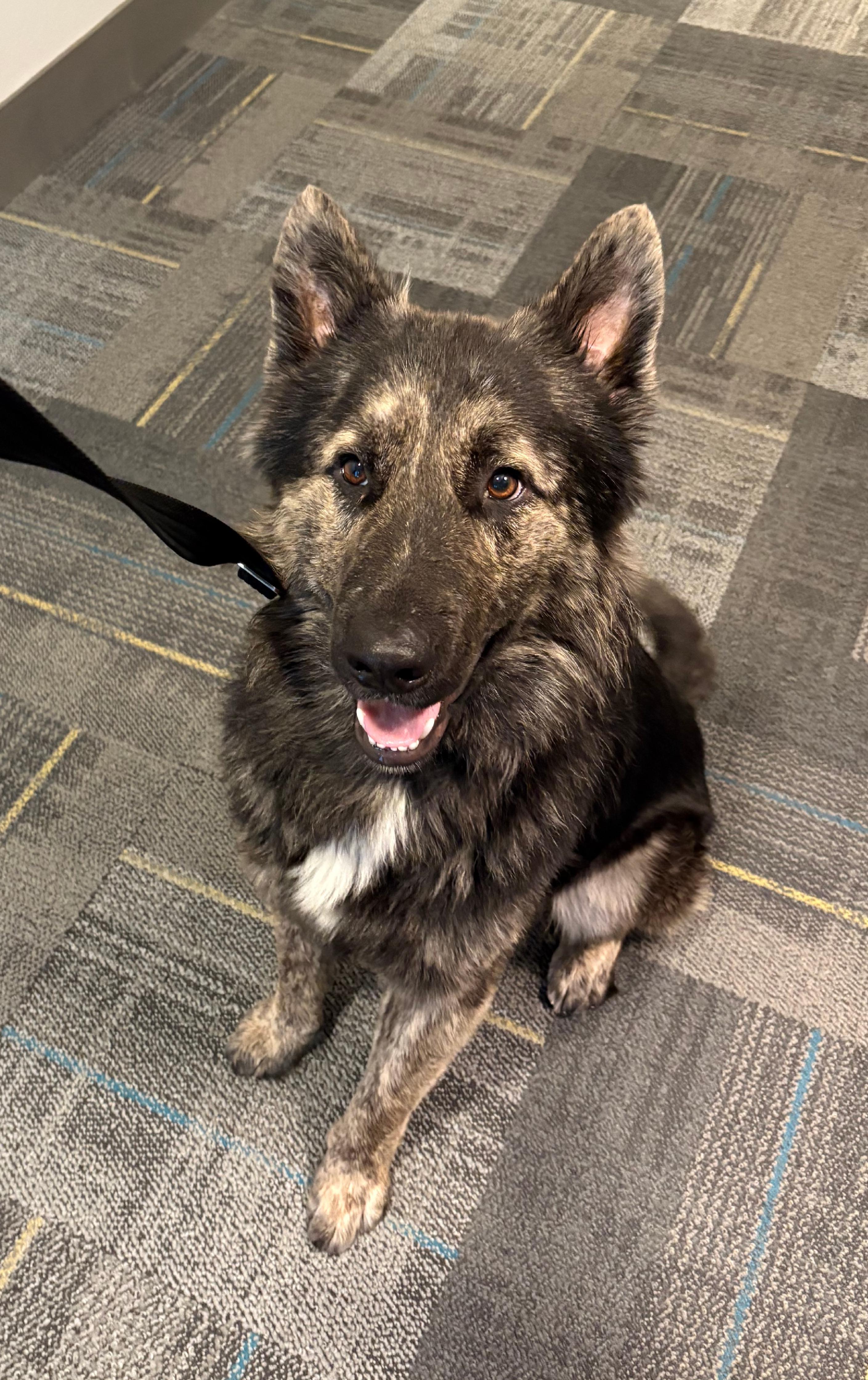 Dog for adoption - Dusty fka Rex, a German Shepherd Dog in Phoenix, AZ ...